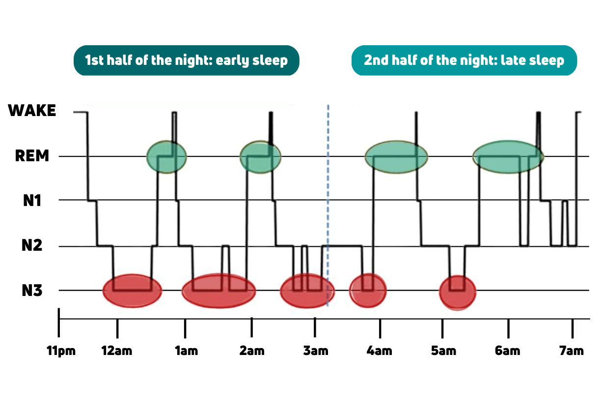 How Does Sleep Affect Us? | Mattressman